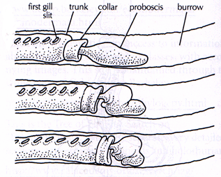 Untitled Page [bioclass.cos.ncsu.edu]